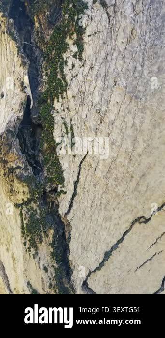bark background, tree bark background, grey bark with cracks Stock ...