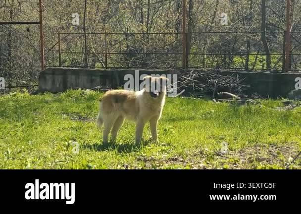 pretty small dog in green nature Stock Video Footage - Alamy