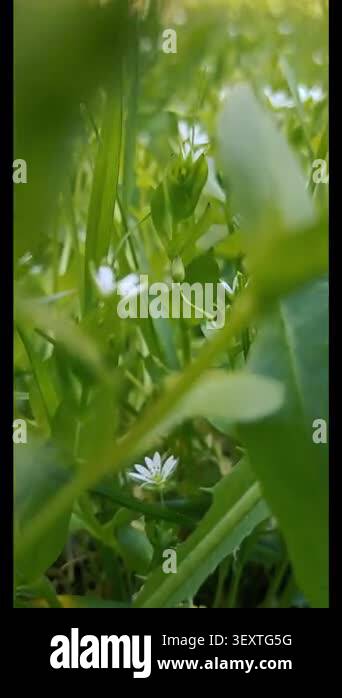 green nature background, spring nature Stock Video Footage - Alamy