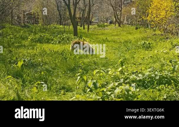 pretty small dog in green nature Stock Video Footage - Alamy