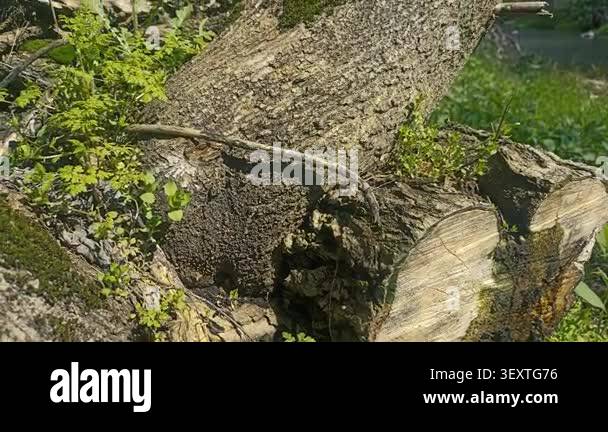 bark background, tree bark background, grey bark with cracks Stock ...