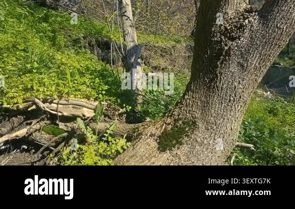 bark background, tree bark background, grey bark with cracks Stock ...