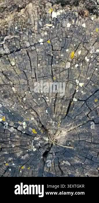 close up of ants on the bark in the nature, ants in forest bark Stock ...