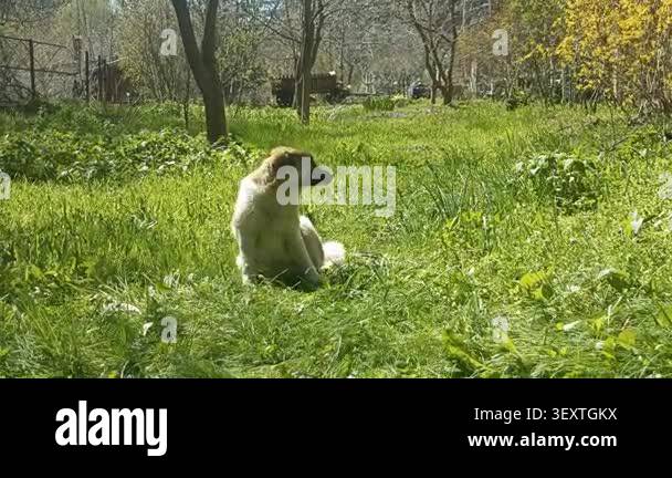 pretty small dog in green nature Stock Video Footage - Alamy