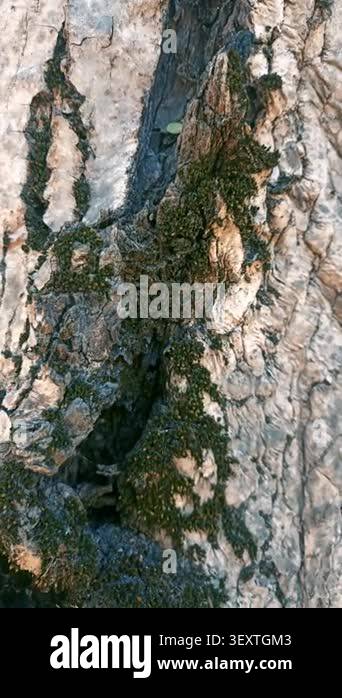 bark background, tree bark background, grey bark with cracks Stock ...
