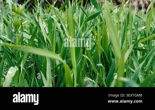 green nature background, spring nature Stock Video Footage - Alamy