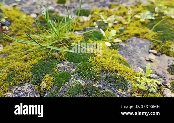 spring nature with river, nature in spring Stock Video Footage - Alamy