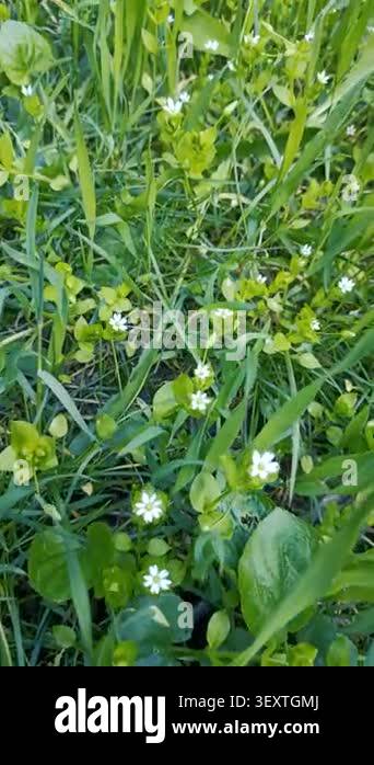 green nature background, spring nature Stock Video Footage - Alamy