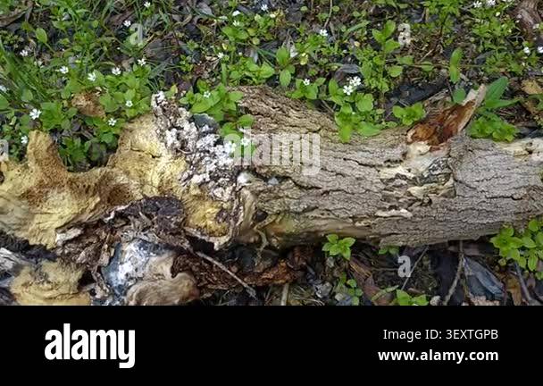 bark background, tree bark background, grey bark with cracks Stock ...