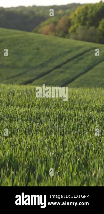 Vertical video. Gentle breeze blowing through a vibrant green wheat ...