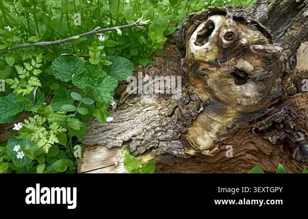 bark background, tree bark background, grey bark with cracks Stock ...