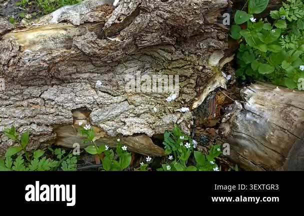 bark background, tree bark background, grey bark with cracks Stock ...