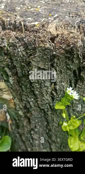 close up of ants on the bark in the nature, ants in forest bark Stock ...