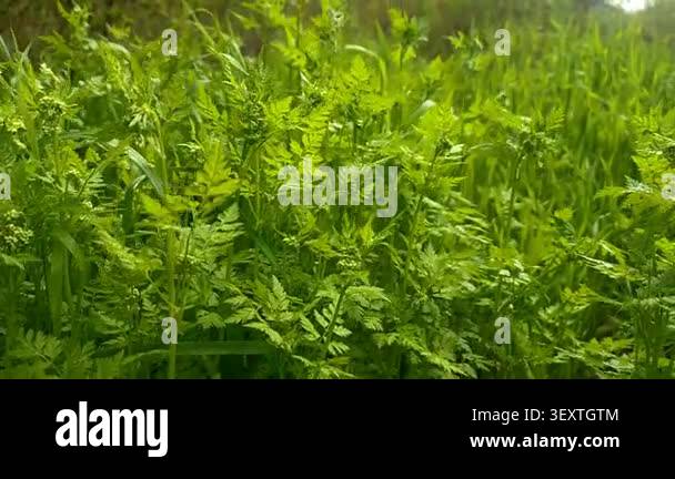 green nature background, green nature in spring Stock Video Footage - Alamy