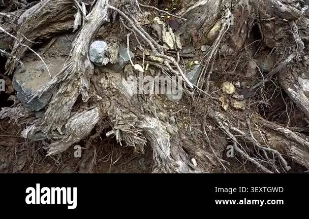 bark background, tree bark background, grey bark with cracks Stock ...
