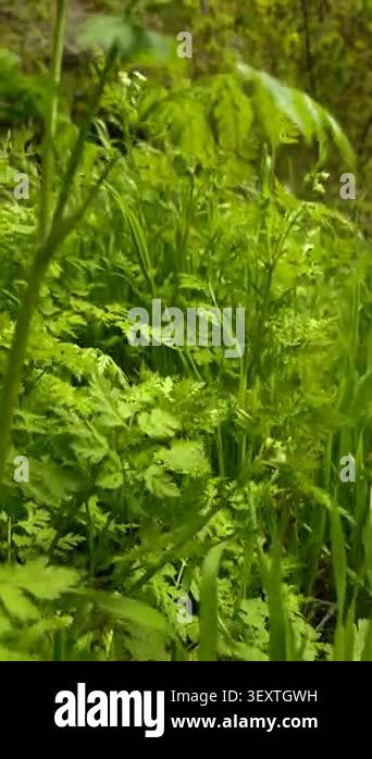 green nature background, green nature in spring Stock Video Footage - Alamy