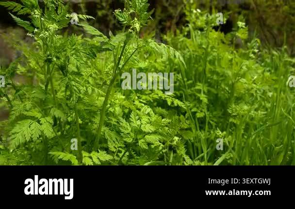 green nature background, green nature in spring Stock Video Footage - Alamy