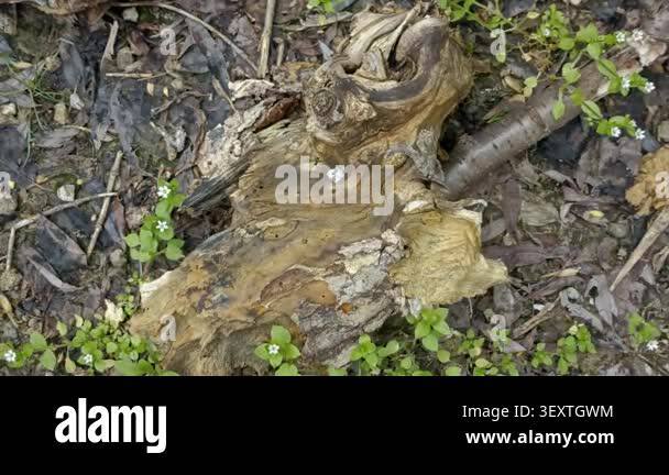 bark background, tree bark background, grey bark with cracks Stock ...