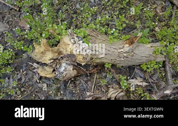 bark background, tree bark background, grey bark with cracks Stock ...