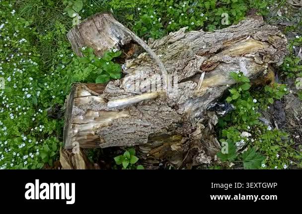 bark background, tree bark background, grey bark with cracks Stock ...