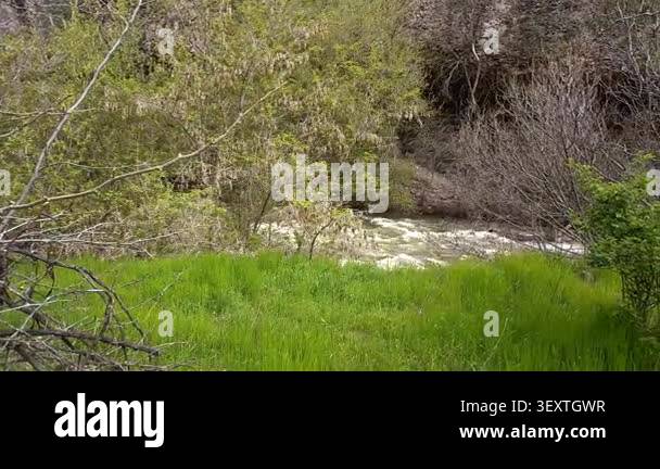 green nature background, green nature in spring Stock Video Footage - Alamy