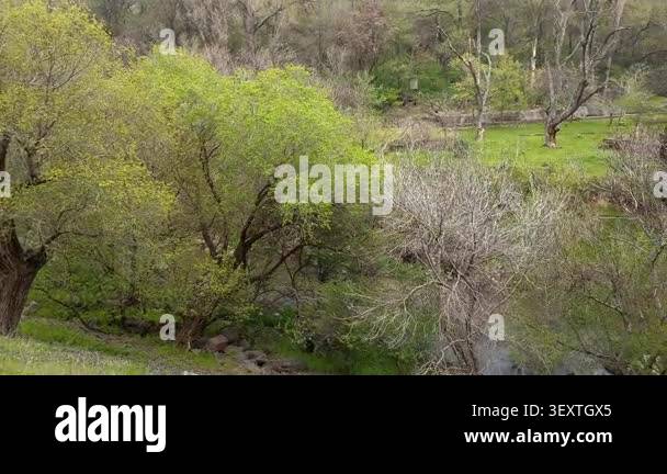 green nature background, green nature in spring Stock Video Footage - Alamy
