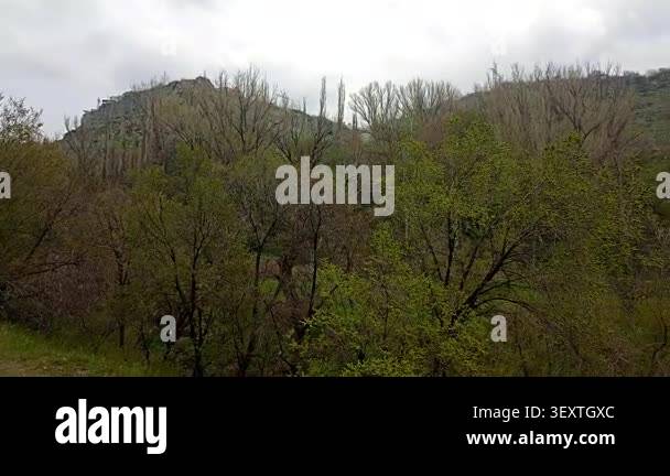 green nature background, green nature in spring Stock Video Footage - Alamy