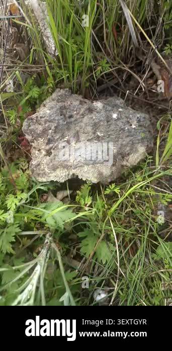 close up of ants on the stone, ants in the nature Stock Video Footage ...