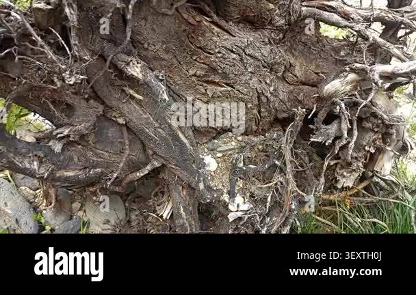 bark background, tree bark background, grey bark with cracks Stock ...