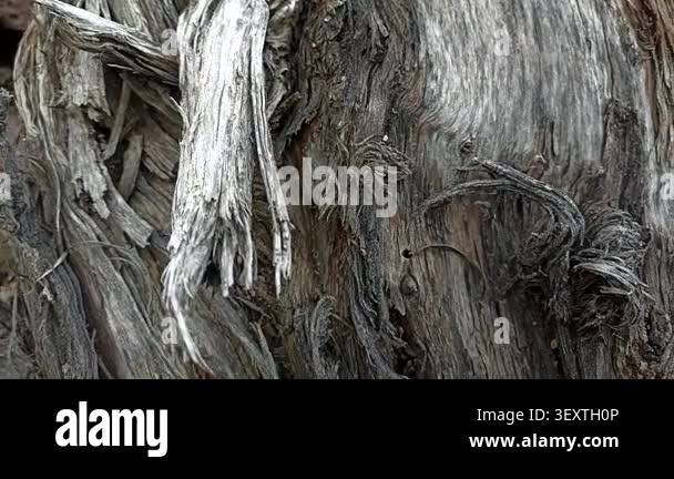 bark background, tree bark background, grey bark with cracks Stock ...