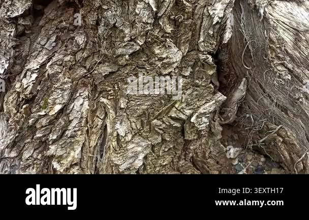 bark background, tree bark background, grey bark with cracks Stock ...