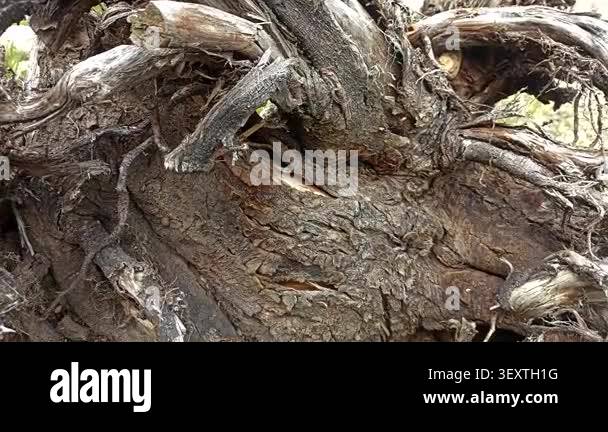 bark background, tree bark background, grey bark with cracks Stock ...