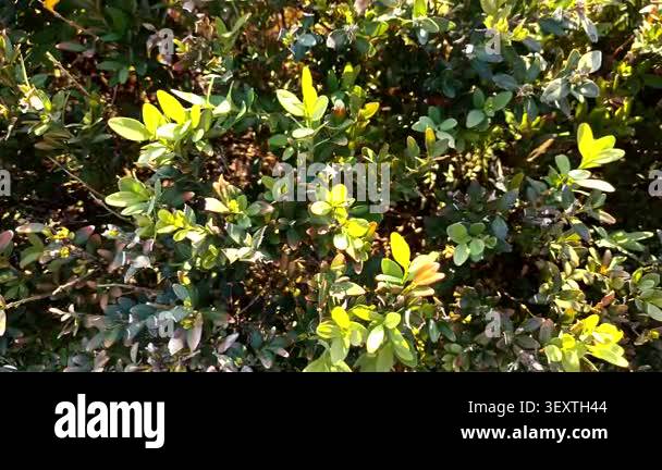close up of a green grass background with wind Stock Video Footage - Alamy