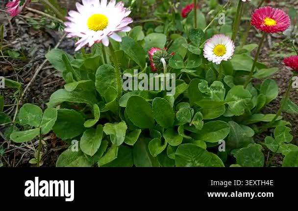 spring flowers in the garden, flowers in nature Stock Video Footage - Alamy