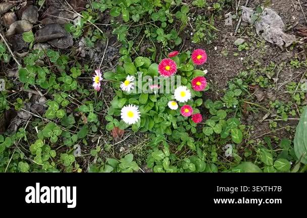 spring flowers in the garden, flowers in nature Stock Video Footage - Alamy