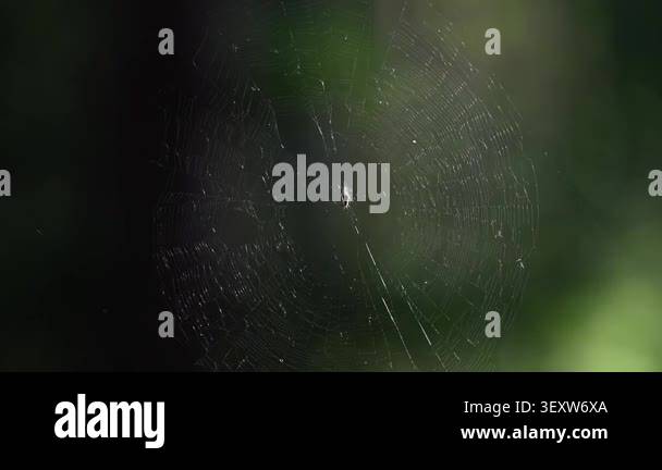 Beautiful spider web in sunlight in the forest closeup Stock Video ...