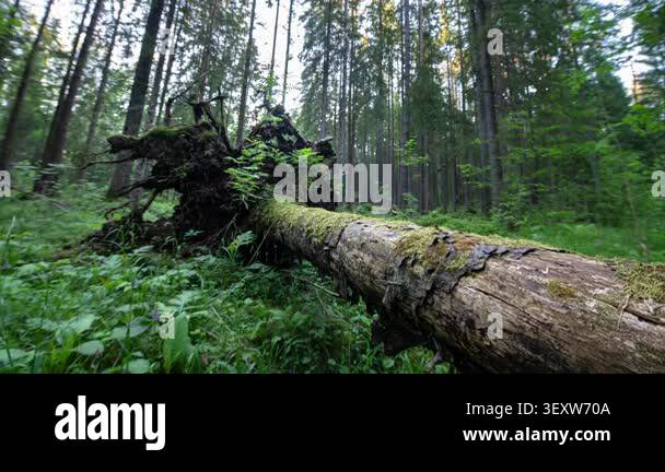 Beautiful old fallen tree with root in the old forest. Scenic timelapse ...