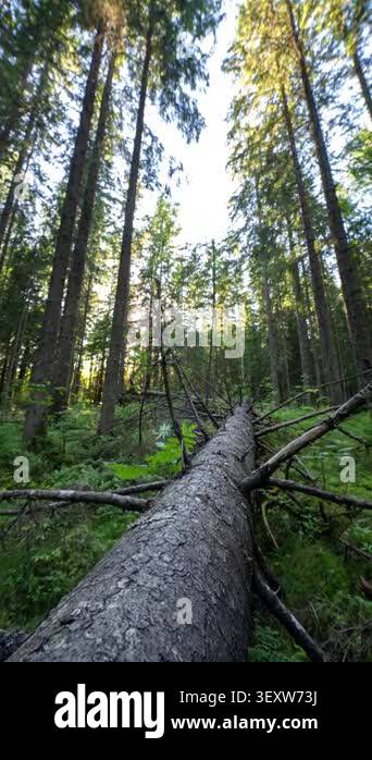 Old fallen tree in the beautiful forest. Scenic timelapse Stock Video ...