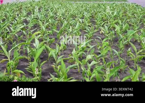 a large outdoor flowerbed filled with hundreds of young, vibrant green ...