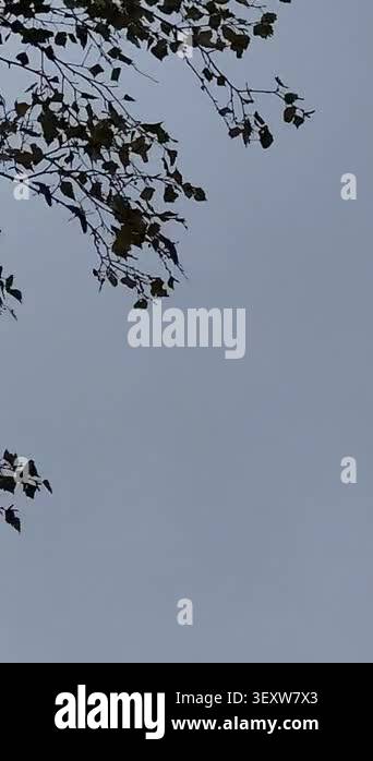 autumn leaves on the tree Stock Video Footage - Alamy