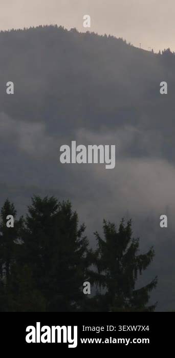 fog in the forest Stock Video Footage - Alamy