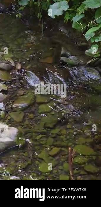 river in the mountain Stock Video Footage - Alamy
