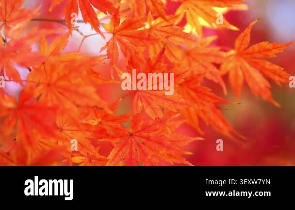 Autumn maple leaves blur softly. Bright autumn foliage fills background ...