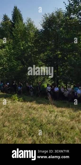 green forest in the mountains Stock Video Footage - Alamy