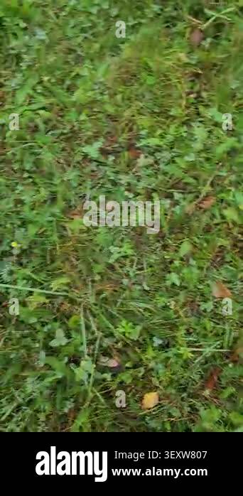 close up of a green and orange mushroom on the ground Stock Video ...