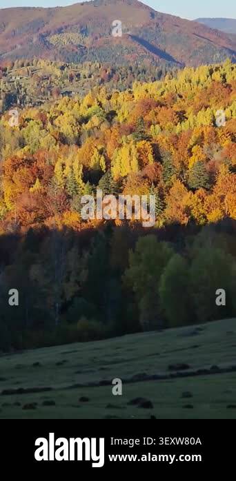 beautiful autumn landscape with trees and forest Stock Video Footage ...