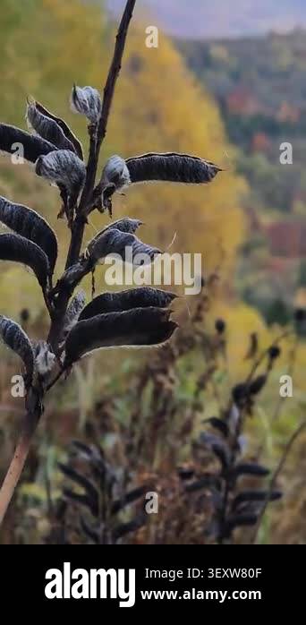 dry leaves of a tree Stock Video Footage - Alamy