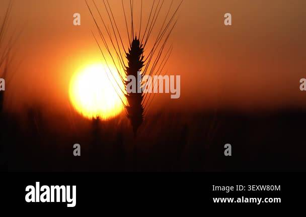 Wheat silhouette stands against sunset. Backlit wheat ear in field ...