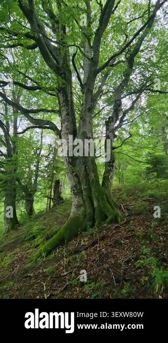a beautiful shot of a forest with a tree and a green moss Stock Video ...