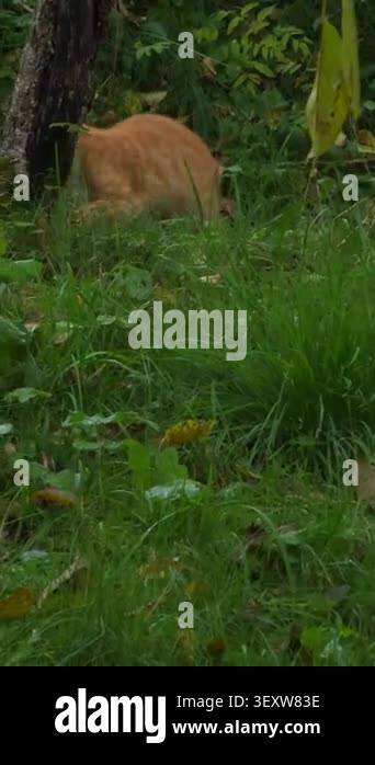 cat in the garden Stock Video Footage - Alamy